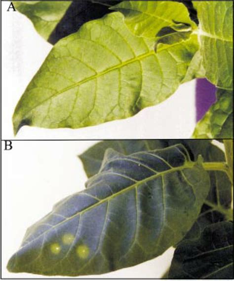 Transgenic Tobacco Plant