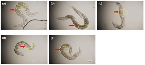 The Morphology Photograph Of C Elegans After Treating With Ppe And Ppe