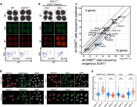 Characterization Of Ogbt Positive Cells From Swr Escs A