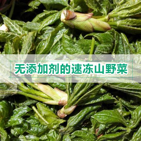 东北刺叶子汤 刺叶汤 刺叶 第8页 大山谷图库