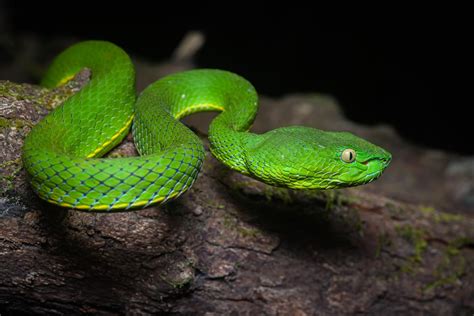 8 Astounding Facts About Vogels Pit Viper