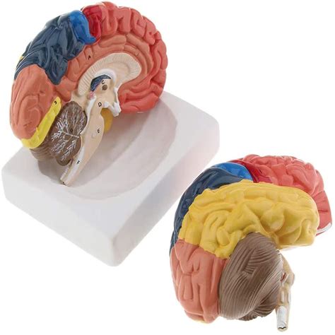 Buy Human Brain Model Disassembled Medical Anatomical Human Brain Model Cerebral Cortex Nerve