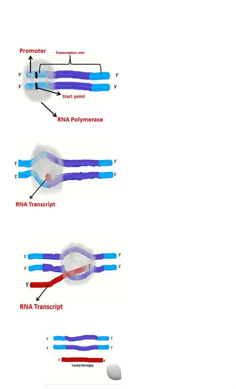 Tugas 2 Biologi Sel And Molekuler Tugas Biologi Sel And Molekuler Nama