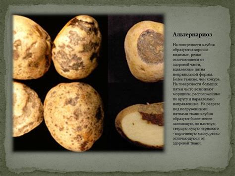 Фузариоз картофеля: описание и меры борьбы, профилактика и лечение с фото