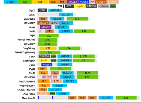 Figure 1 From Evolution Of Cyclic Di Gmp Signalling On A Short And Long