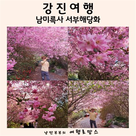 강진 남미륵사 서부해당화 철쭉 전남 꽃구경 가볼만한곳 네이버 블로그