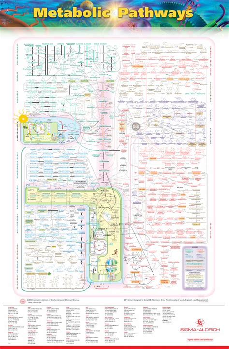 Pdf Sigma Metabolic Pathways Dokumen Tips
