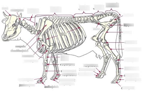 Bovine Skeleton Diagram Quizlet
