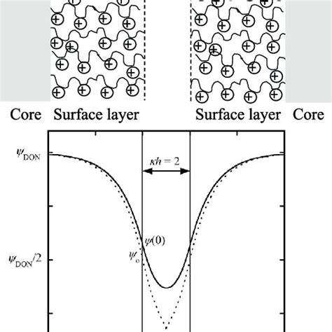 Interaction Between Two Parallel Torus Shaped Particles 1 And 2 At