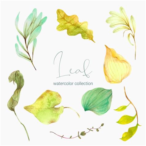 Free Vector Collection Of Greenery Leaf Plant Forest Herbs Tropical