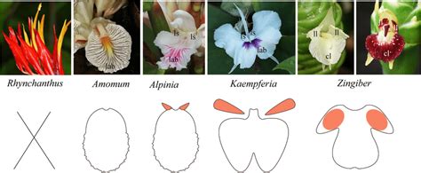 Three Typical Types Of Labellum In Zingiberaceae Representative Genera