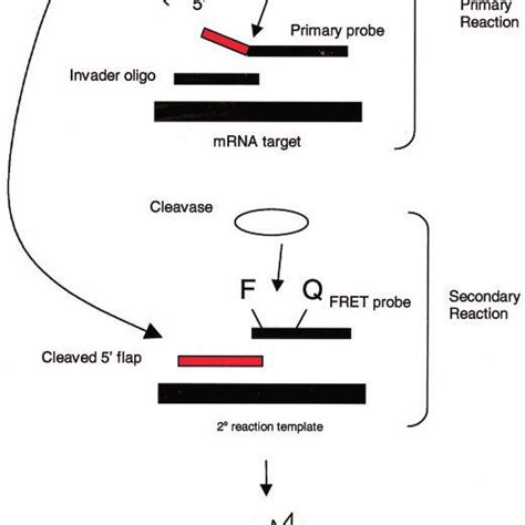 Real Time Rt Pcr And Mrna Invader Assay Kinetics For Calibration Curves