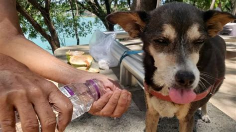 BH tem dia mais quente do ano e registra 37 1ºC neste domingo BH FM