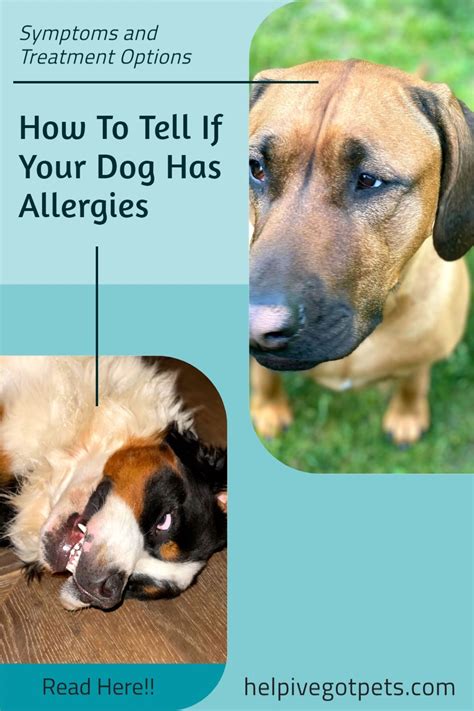 How To Tell If Your Dog Has Allergies Artofit