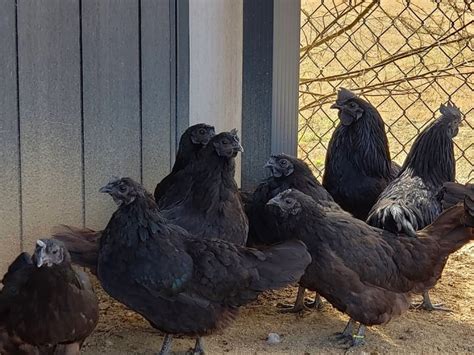 Madhya Pradesh Poultry Farmer Vipin Shivhare Opened Kadaknath Poultry