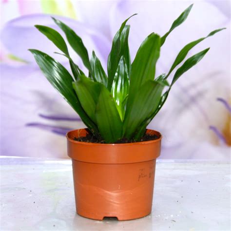 الدوحة الحدائق والزراعة دراسينا فراجرانس كومباكتا 19525419mzad Qatar