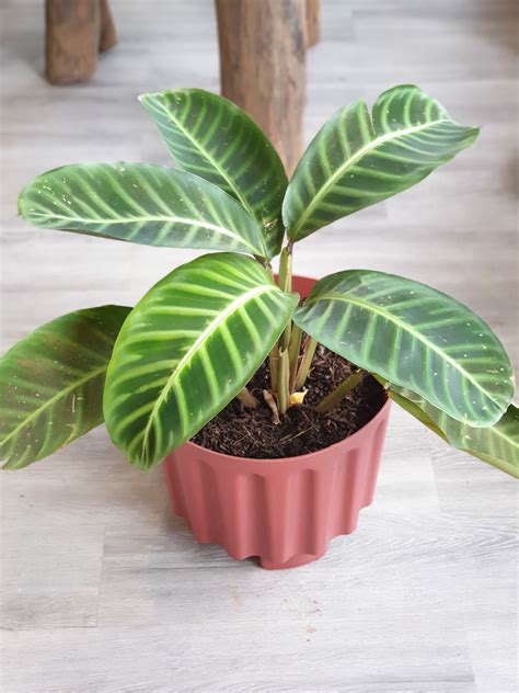 Calathea Zebrina Zebra Plant Order Online Now Planty Kenya