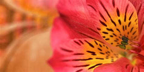 Inca Magic Lily R Boldfrontiers