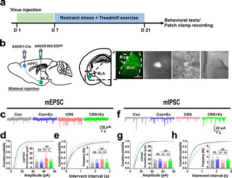 Physical Exercise Reshapes E I Balance Of Bla Neurons Innervated By Download Scientific Diagram