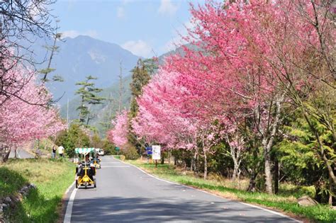 2022櫻花季｜崙埤河濱櫻花公園＆明池森林遊樂區＆武陵農場二日遊｜台北出發 Kkday