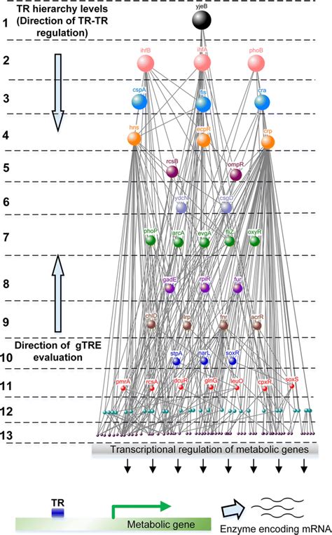 Tr Hierarchy Inferred From The E Coli Regulatory Network Thirteen