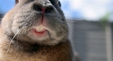Do Baby Rabbits Have Teeth At Julian Mcneil Blog