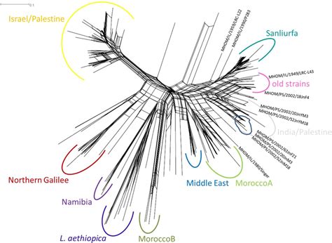 the neighbour network this neighbour network presents the phylogenetic