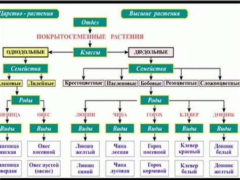 Царство растений Клеточное строение Ткани растений презентация онлайн
