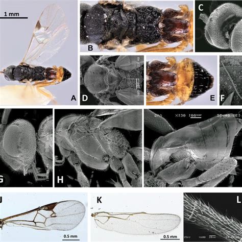 Microplitis Idressae Sp Nov Male A G Habitus A Dorsal View G Lateral