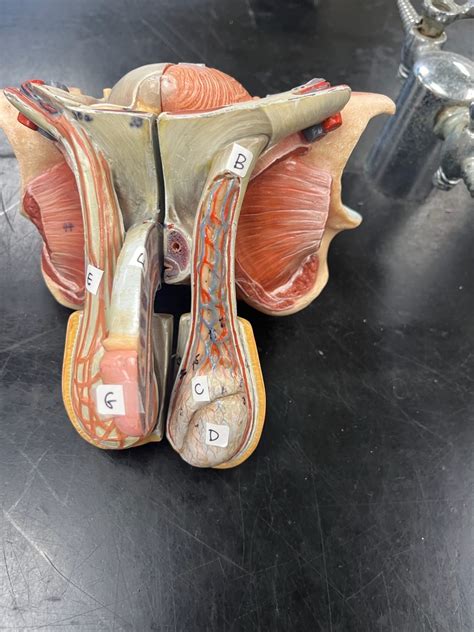 Male Reproductive System Diagram Quizlet