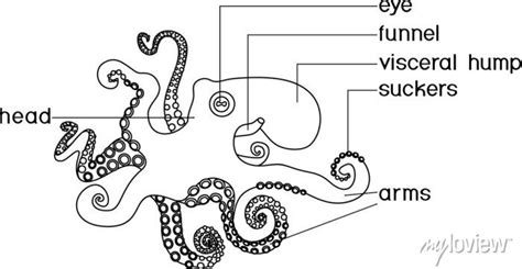 Coloring Page With External Anatomy Of Cephalopod Mollusc Structure