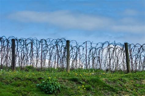 Tips For Training Raspberries Learn How To Trellis Raspberry Plants