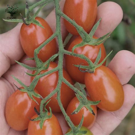 Itanse ミニトマトの苗 チョコアイコ 高糖度・カラフル 野菜苗 自根苗 105cmポット 2個セット 人気 送料無料 ミニトマト 苗