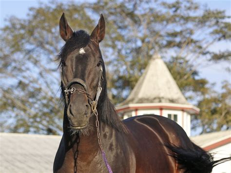 今週の出走予定 北海道暮らしと競馬のこと。友人たち。