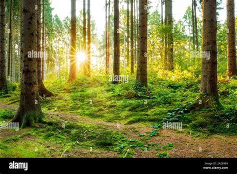 Waldlichtung Fotos Und Bildmaterial In Hoher Auflösung Alamy