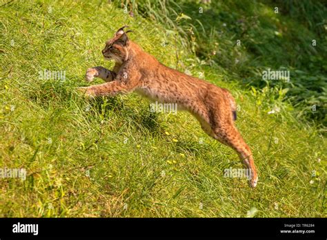 Eurasian lynx (Lynx lynx), jumping up a scarp, side view, Germany Stock ...