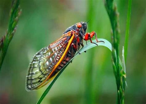 Alerta En Eeuu Ante La Invasión De Un Extraño Insecto Weekend