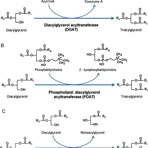Simplified Scheme Of TAG Biosynthesis In Higher Plant Cells A De
