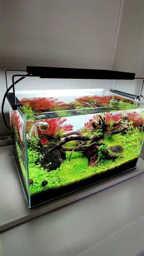 Aquarium Aquascape Nature Nano Scape Fish Tank Light On Dark Themed