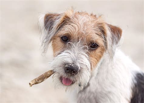 Black Wire Haired Terrier