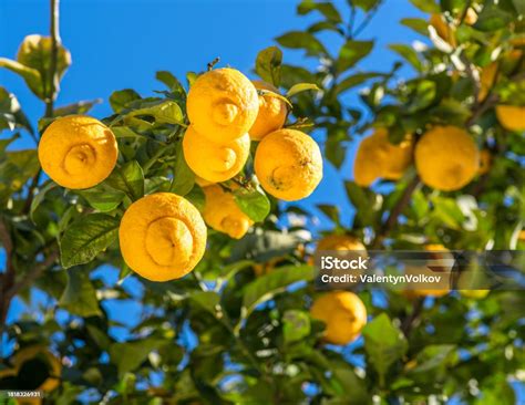 レモンの木に熟したレモンの実と背景の青い空 レモンの木のストックフォトや画像を多数ご用意 レモンの木 空 アロマテラピー Istock