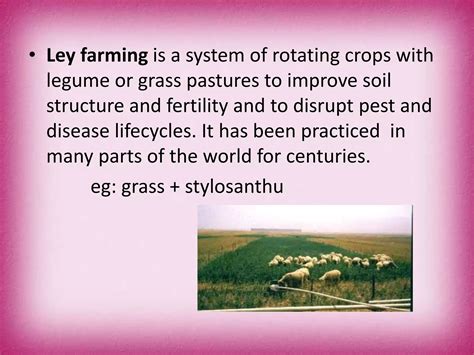 Multiple Cropping Systems Pptx