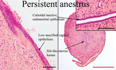 Figure 6 From The Female Rat Reproductive Cycle A Practical