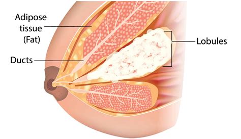 What Do Blocked Milk Ducts Look Like Complete Guide And Key Details