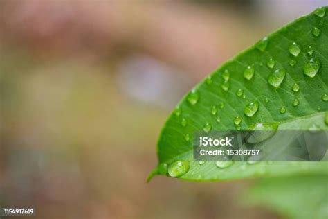 關閉新鮮的綠葉與水滴雨後在模糊的背景綠色葉子上的水滴 照片選擇焦點 照片檔及更多 冷凝水珠 照片 冷凝水珠 夏天 大自然 Istock