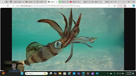 Protostomes Video Assignment Youtube