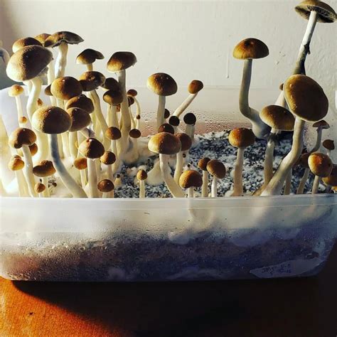 Jedis 6qt Shoebox First Flush 🍄🌠 R Shroomers