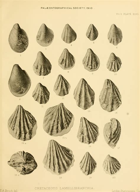 Woods 1904 1913 A Monograph Of The Cretaceous Lamellibranchia Of