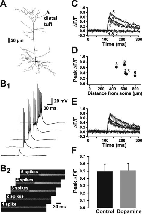 Ap Backpropagation Into The Distal Tuft Is Frequency Dependent A Download Scientific Diagram