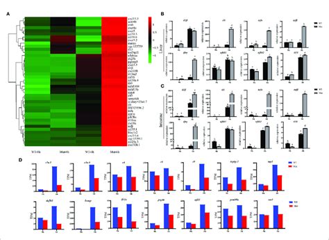 Congenital Asplenia Induces Excessive Systemic Inflammation After